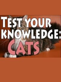 Acheter Test your knowledge: Cats Steam CD Key | K4G.com